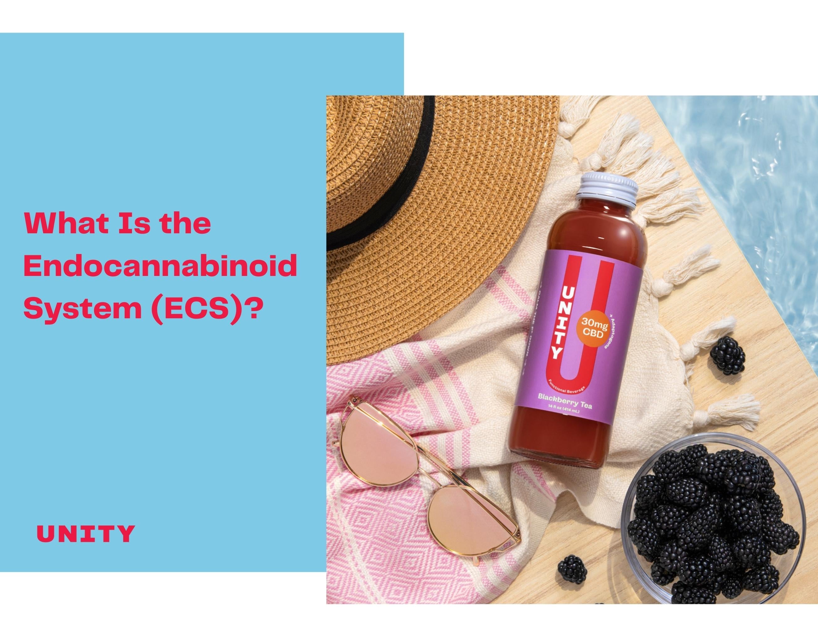 What Is the Endocannabinoid System (ECS)? – UNITY